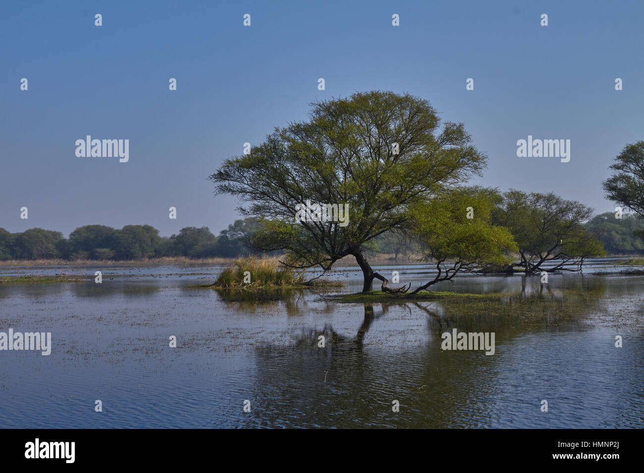 A floating solitary tree with radiating branches leaning towards the ...