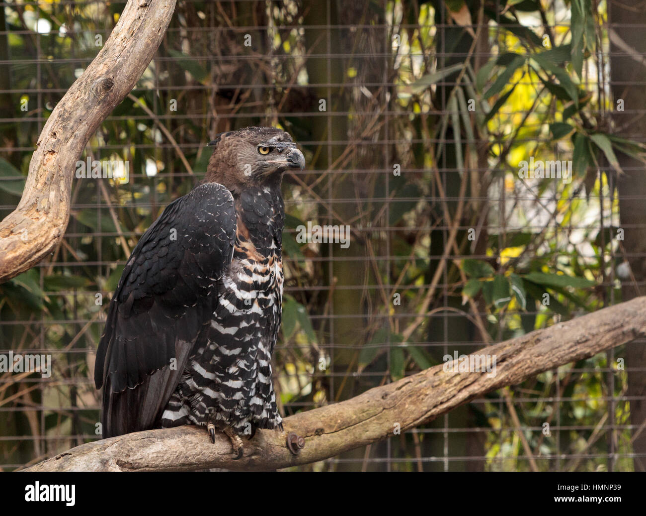 Crowned eagle known as Stephanoaetus coronatus is a bird of prey that ...