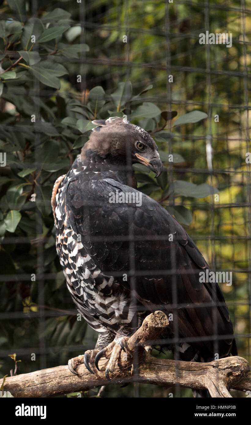 Crowned eagle known as Stephanoaetus coronatus is a bird of prey that ...