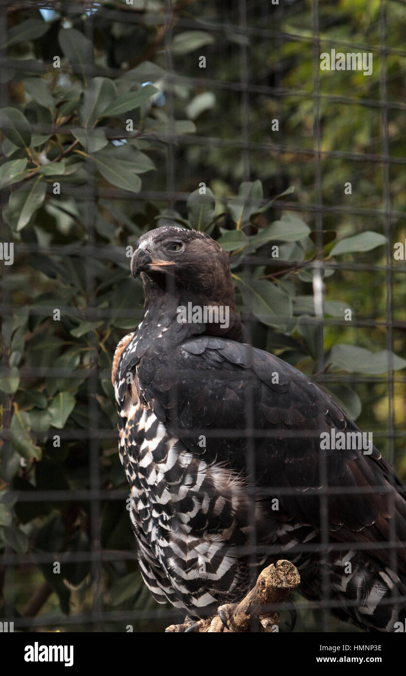 Crowned eagle known as Stephanoaetus coronatus is a bird of prey that ...
