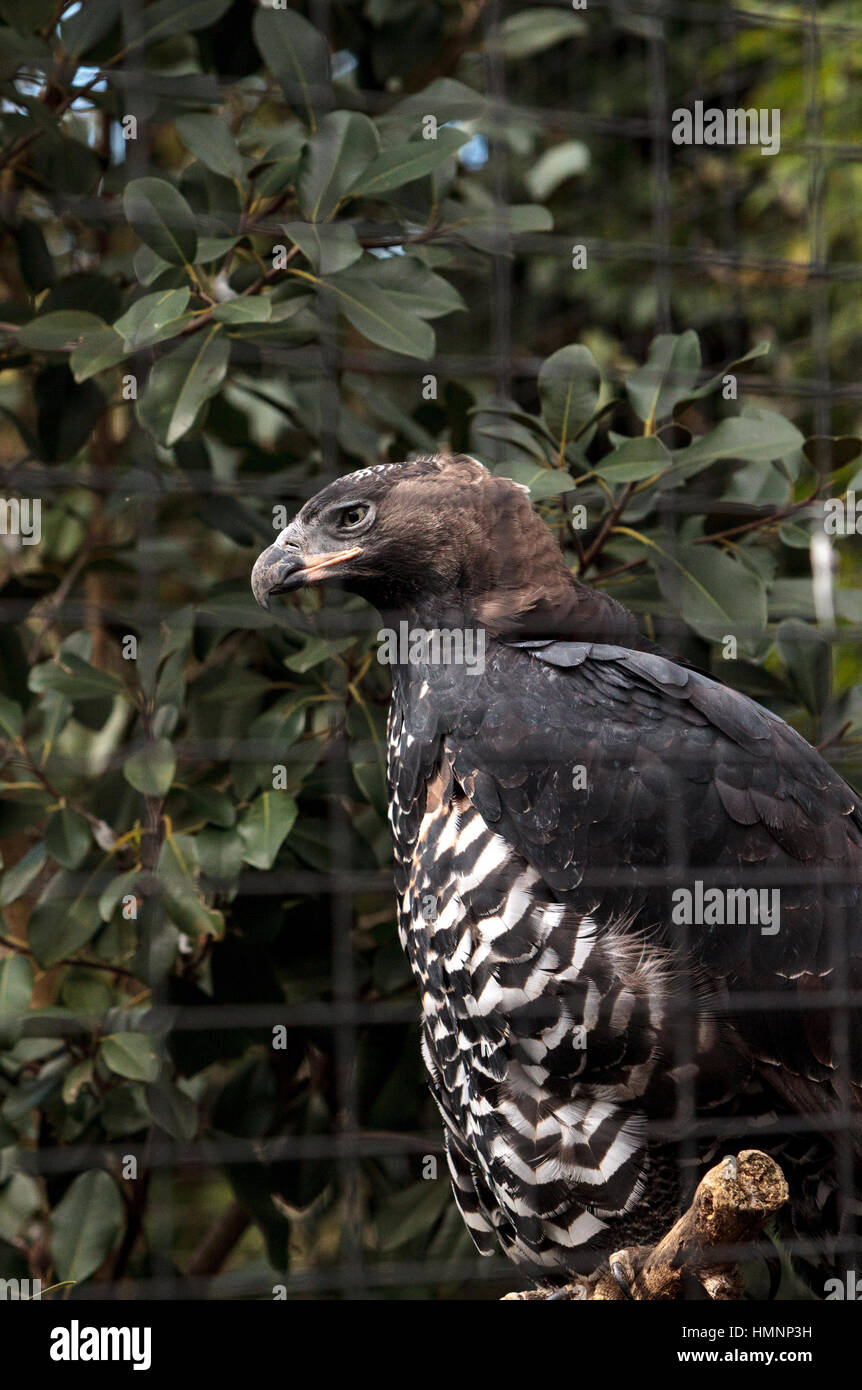 Crowned eagle known as Stephanoaetus coronatus is a bird of prey that ...