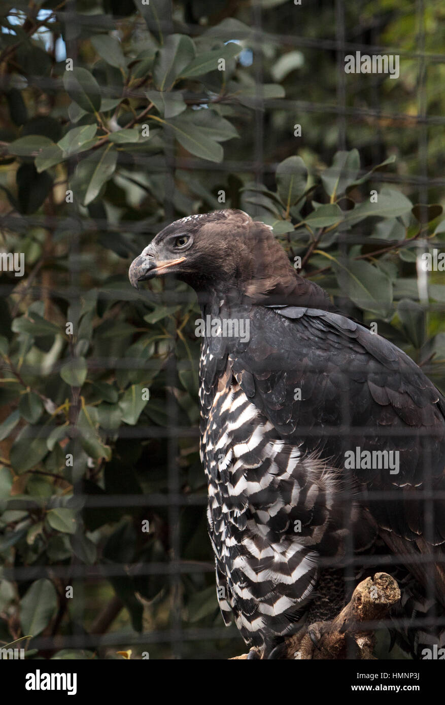 Crowned eagle known as Stephanoaetus coronatus is a bird of prey that ...