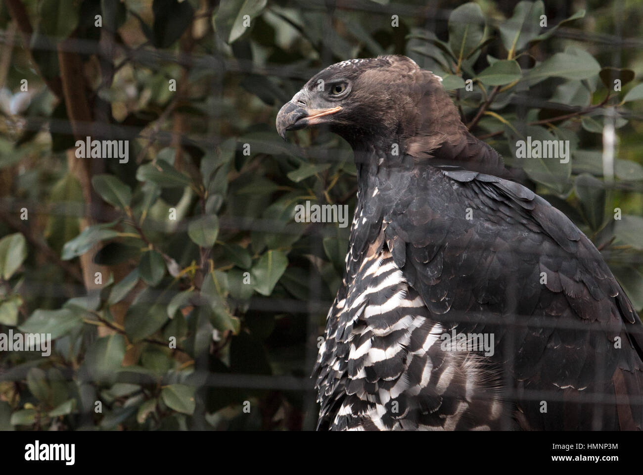 Crowned eagle known as Stephanoaetus coronatus is a bird of prey that ...