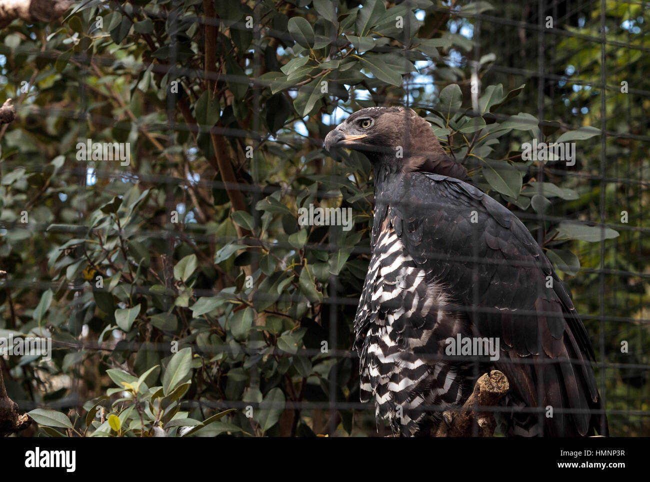 Crowned eagle known as Stephanoaetus coronatus is a bird of prey that ...