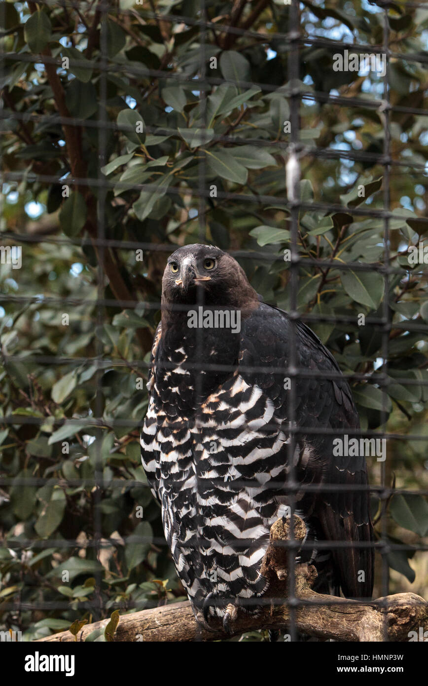 Crowned eagle known as Stephanoaetus coronatus is a bird of prey that ...