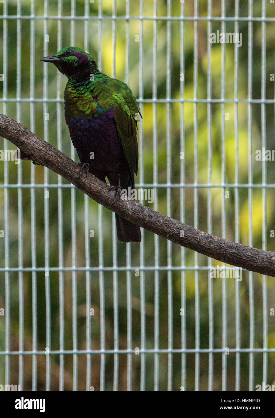 Emerald starling bird known as Lamprotornis iris is a beautiful green ...