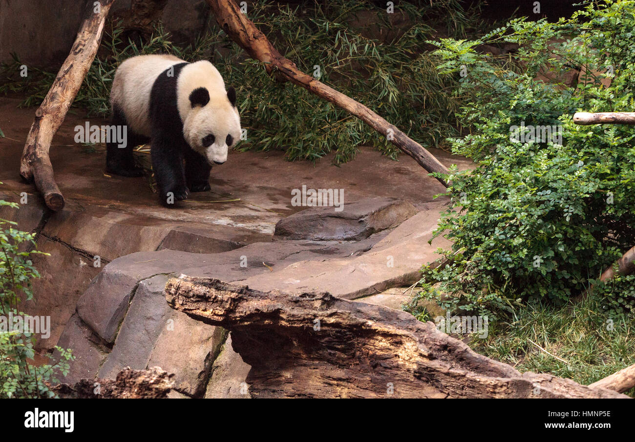 Young giant panda bear known as Ailuropoda melanoleuca on the hunt for ...