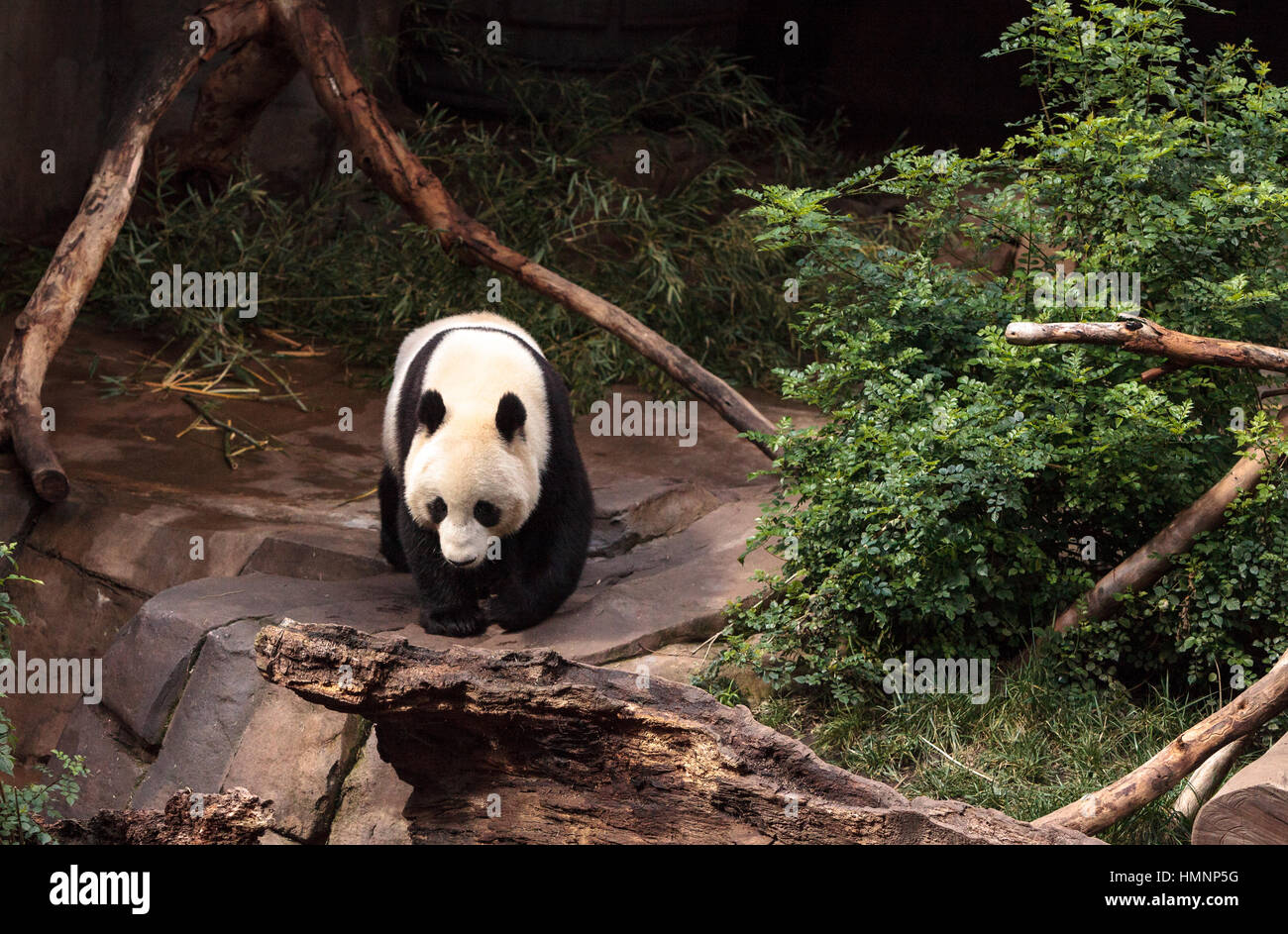Young giant panda bear known as Ailuropoda melanoleuca on the hunt for ...