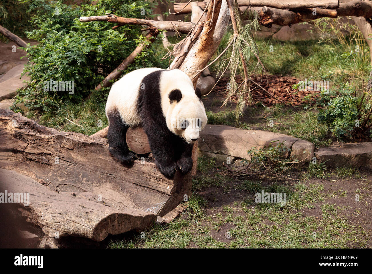 Young giant panda bear known as Ailuropoda melanoleuca on the hunt for ...