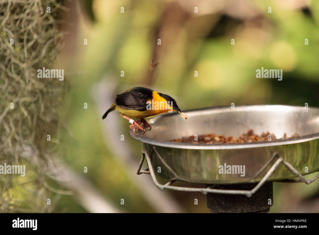 Golden collared manakin known as Manacus vitellinus in a tree Stock ...