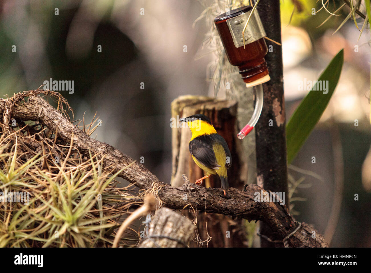 Golden collared manakin known as Manacus vitellinus in a tree Stock ...
