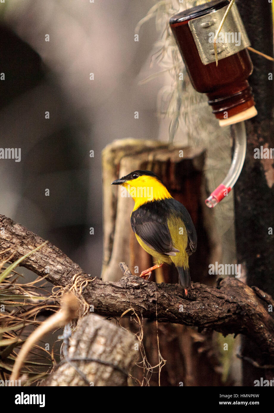 Golden collared manakin known as Manacus vitellinus in a tree Stock ...