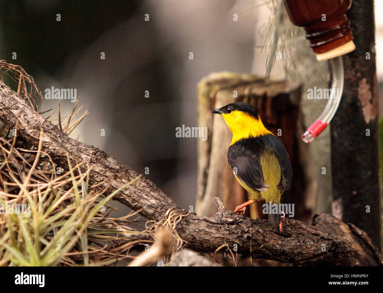 Golden collared manakin known as Manacus vitellinus in a tree Stock ...