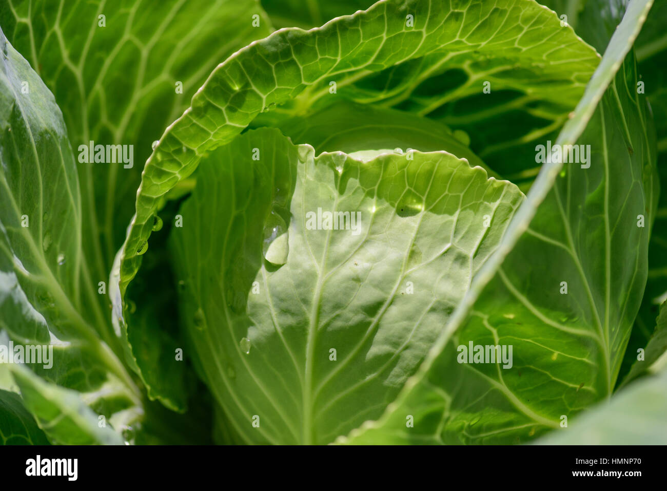 white cabbage in the garden white cabbage in the garden Stock Photo - Alamy