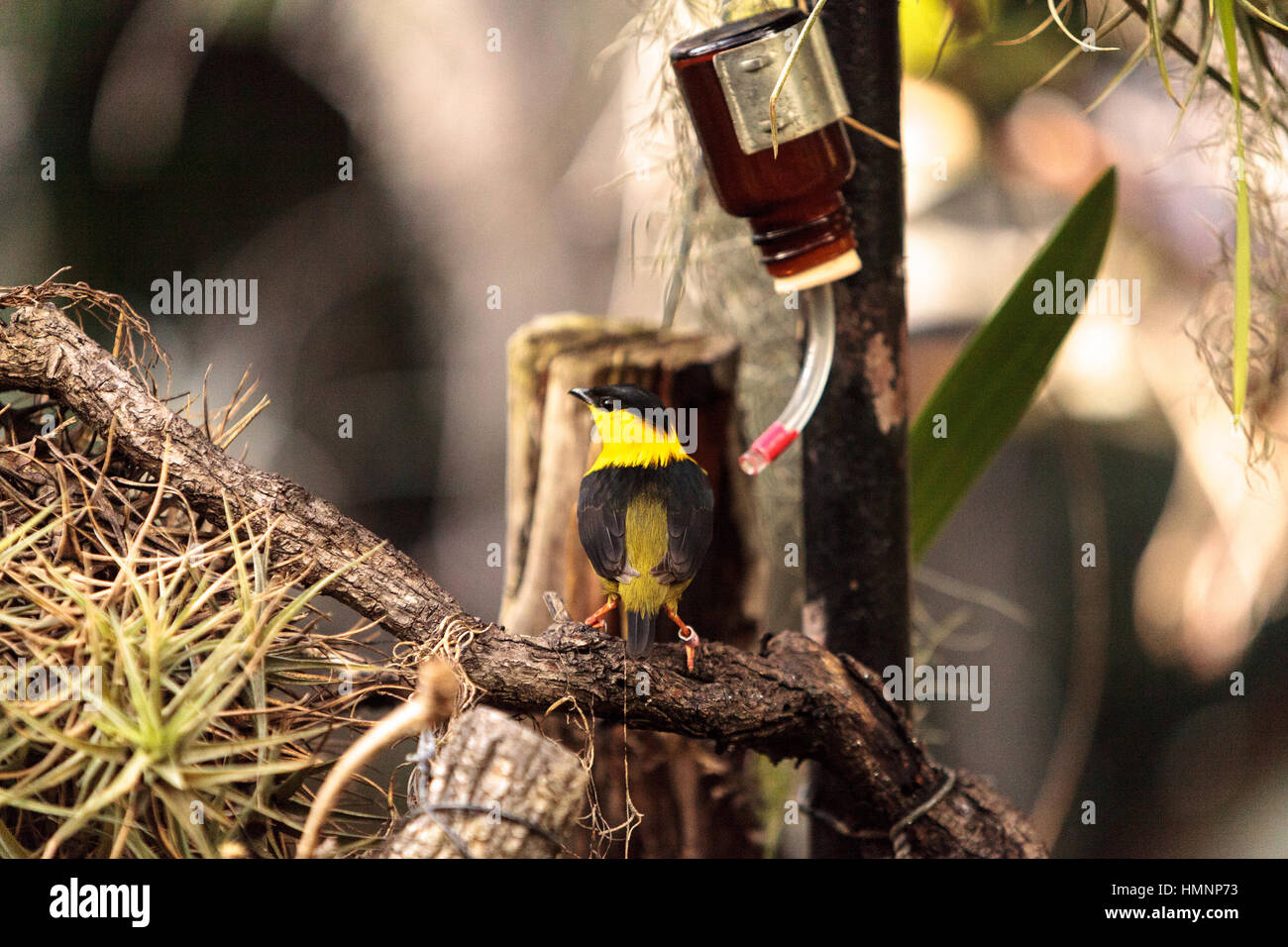 Golden collared manakin known as Manacus vitellinus in a tree Stock ...