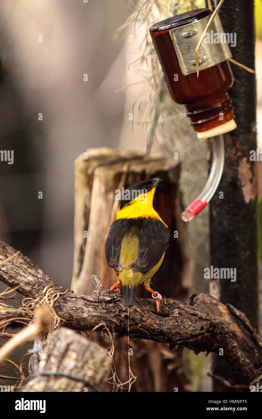 Golden collared manakin known as Manacus vitellinus in a tree Stock ...