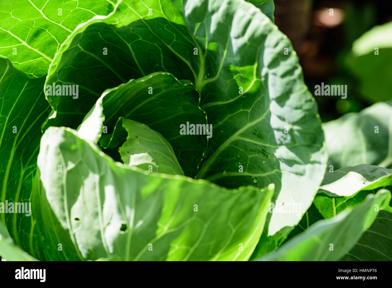 white cabbage in the garden white cabbage in the garden Stock Photo - Alamy