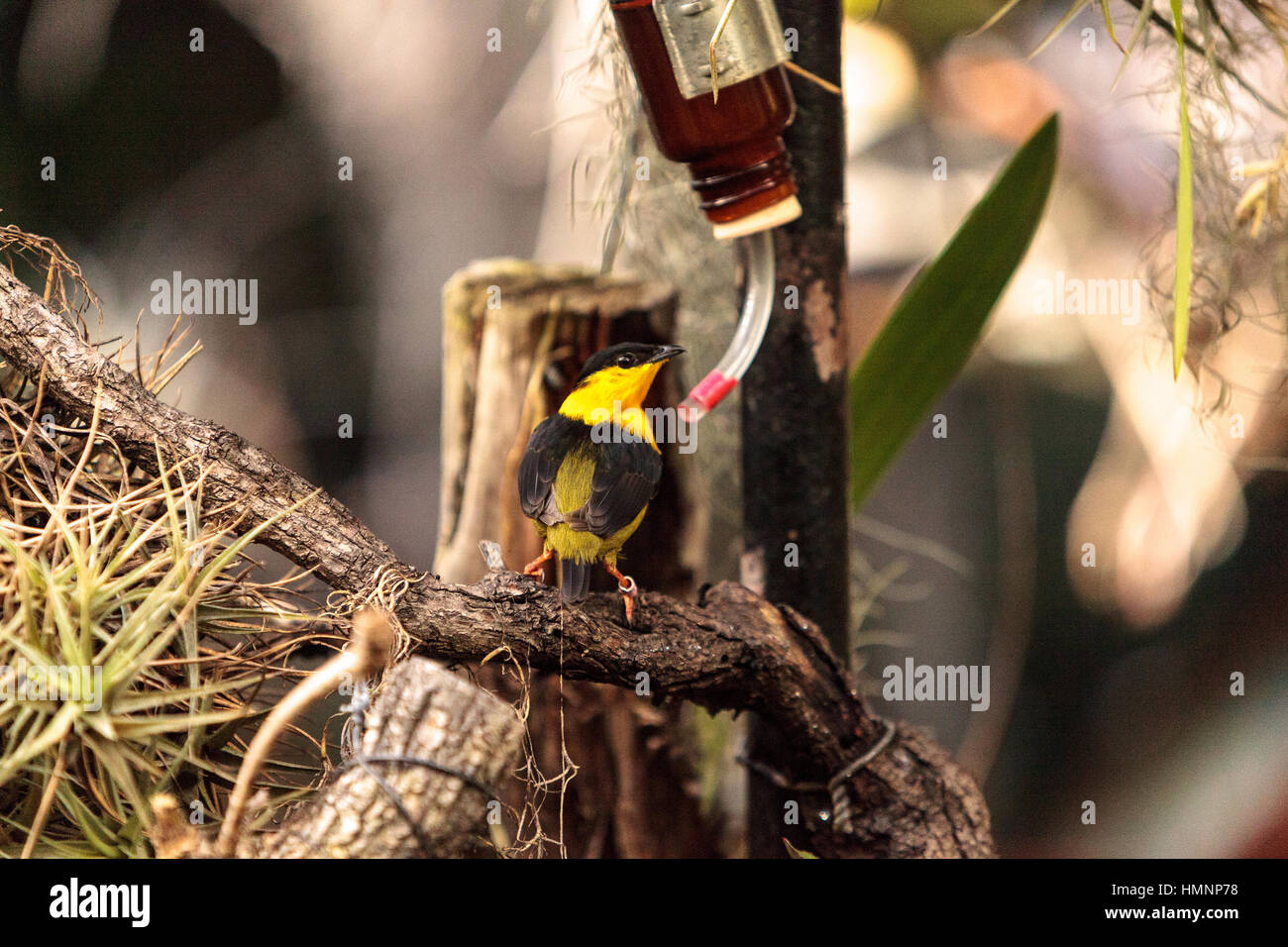 Golden collared manakin known as Manacus vitellinus in a tree Stock ...