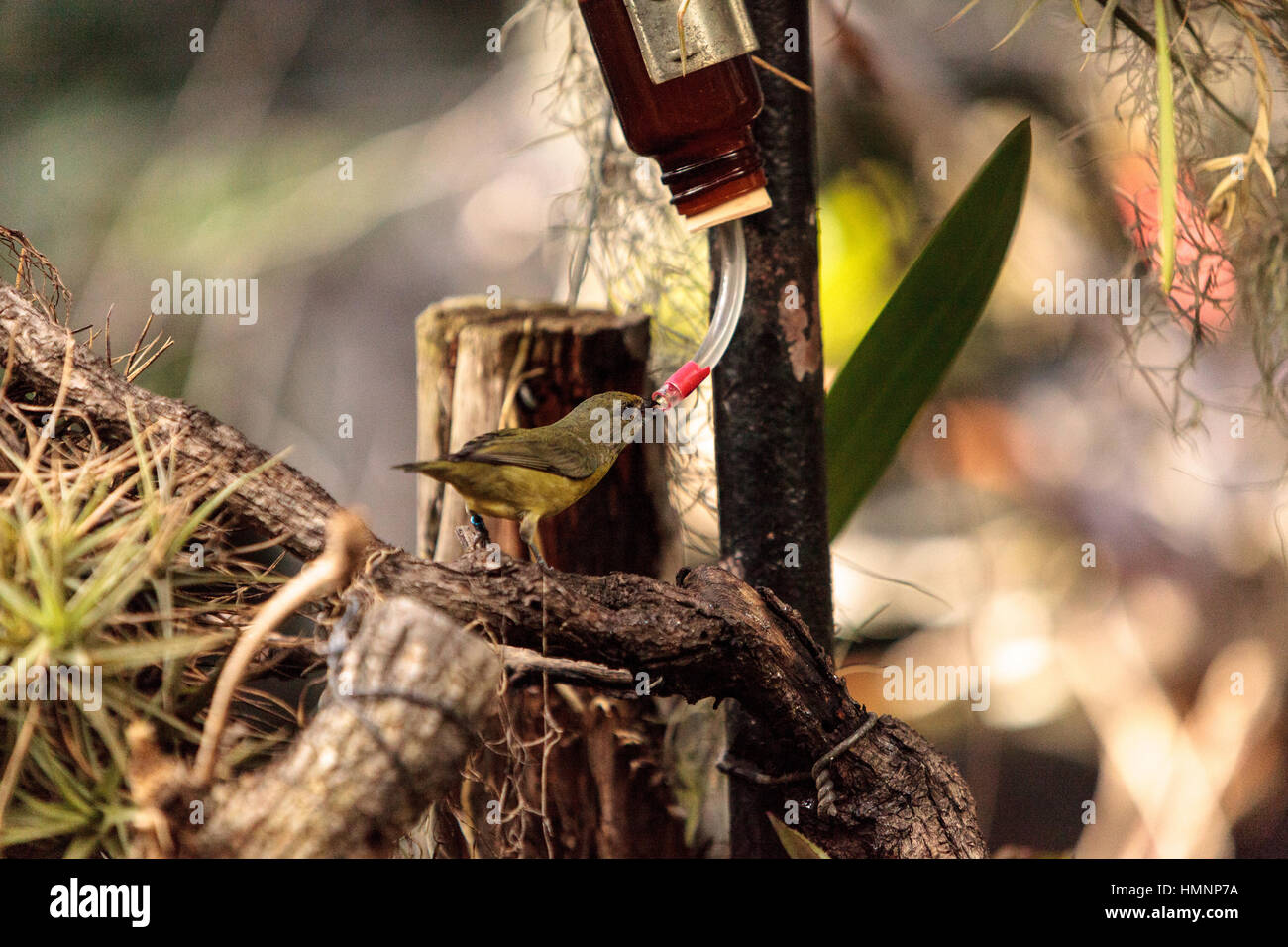 Golden collared manakin known as Manacus vitellinus in a tree Stock ...