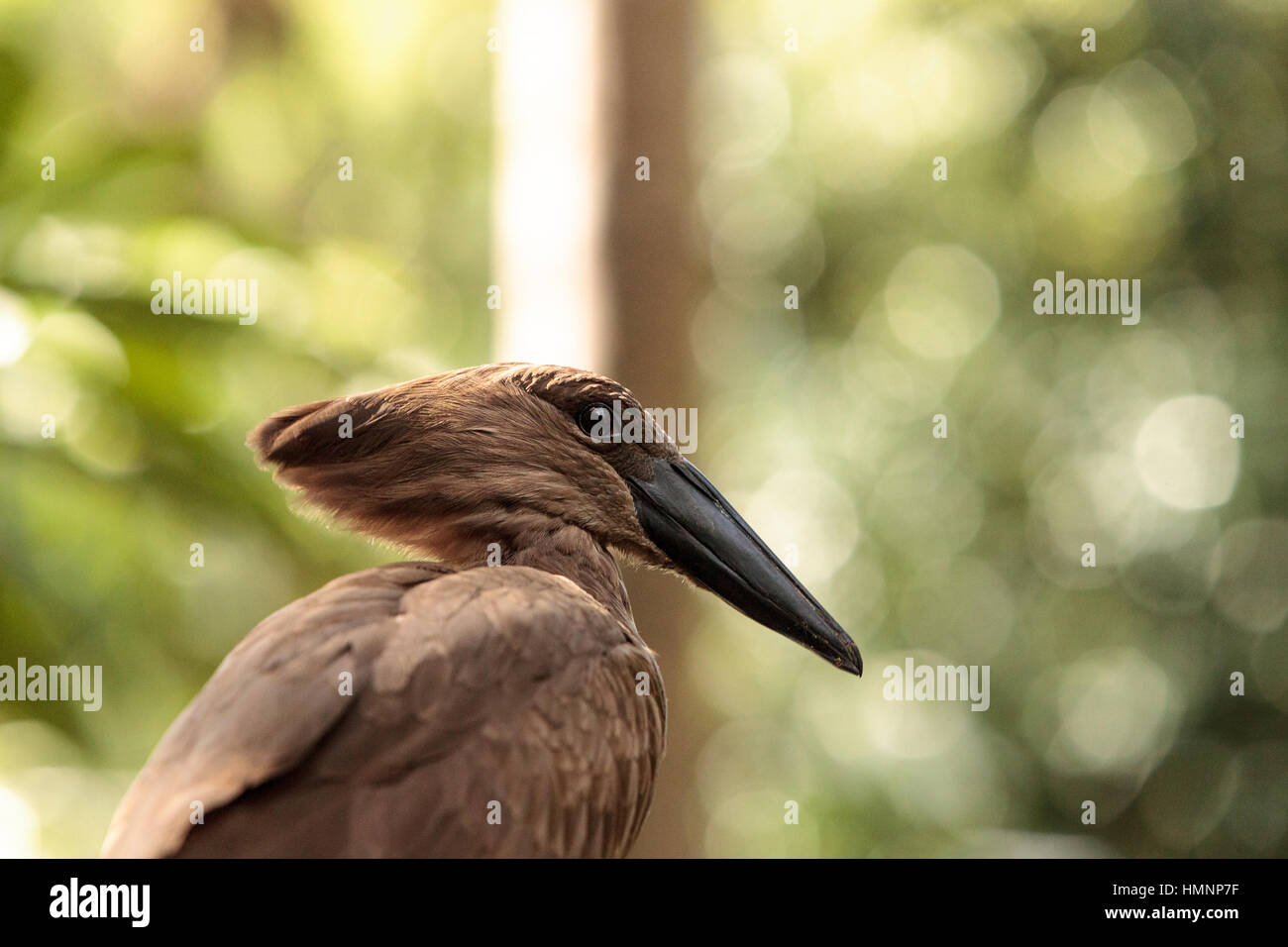 Hamerkop known as Scopus umbretta is a bird from sub-saharan Africa ...