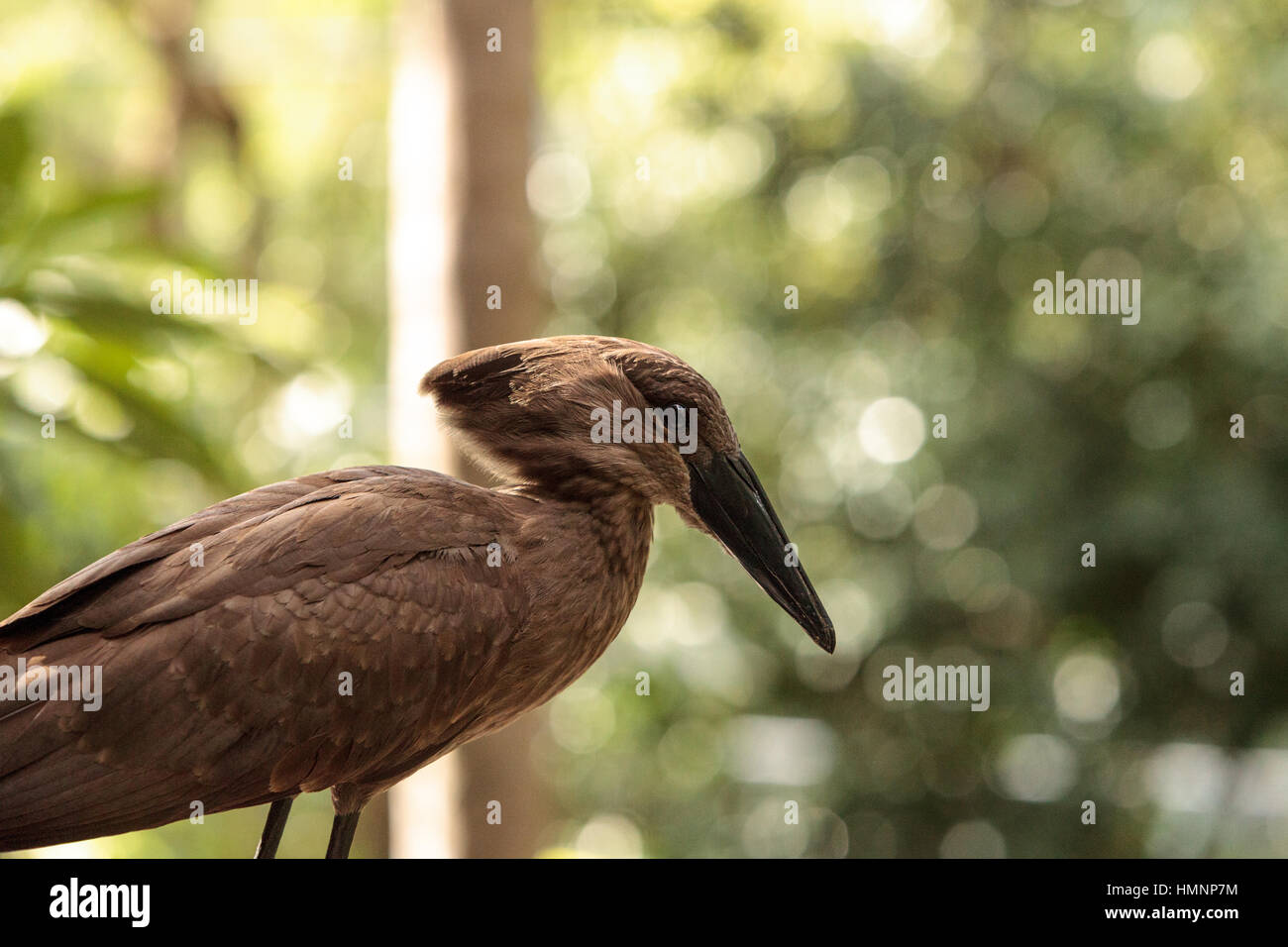 Hamerkop known as Scopus umbretta is a bird from sub-saharan Africa ...
