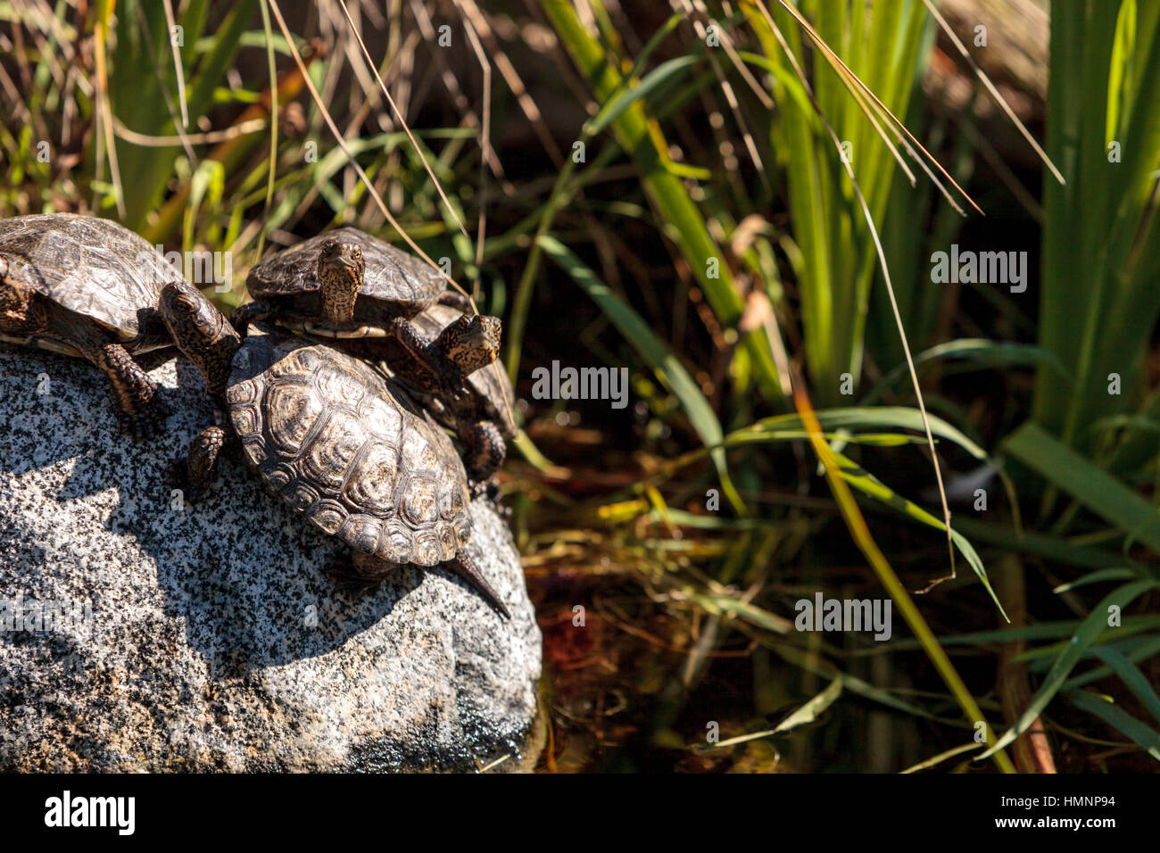 Pacific pond turtles known as Actinemys marmorata sun themselves on a ...