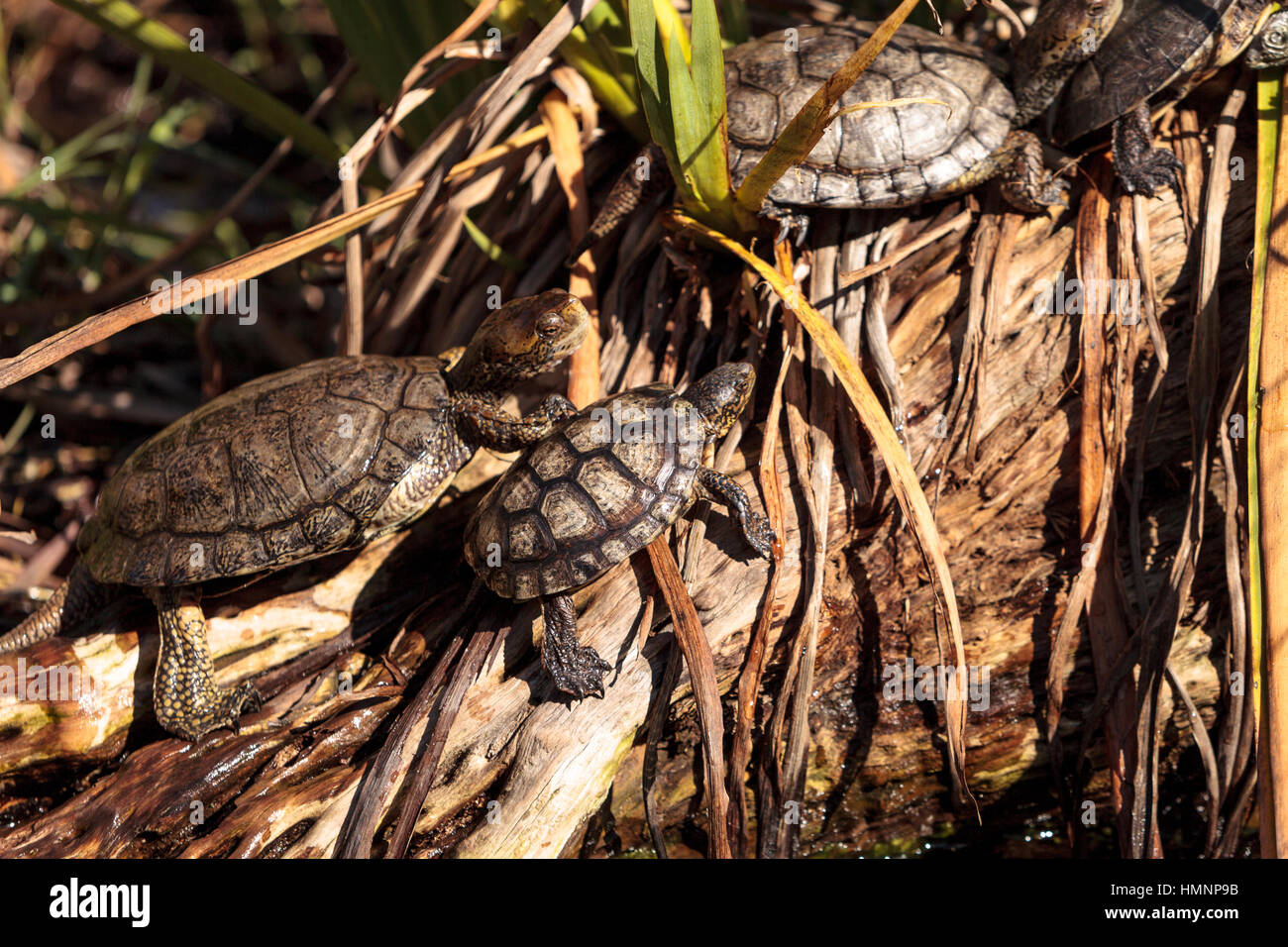 Pacific pond turtles known as Actinemys marmorata sun themselves on a ...