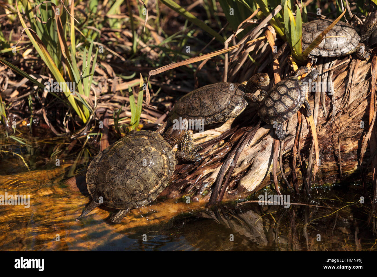 Pacific pond turtles known as Actinemys marmorata sun themselves on a ...