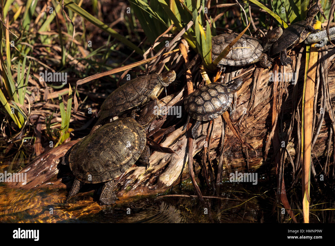 Pacific pond turtles known as Actinemys marmorata sun themselves on a ...