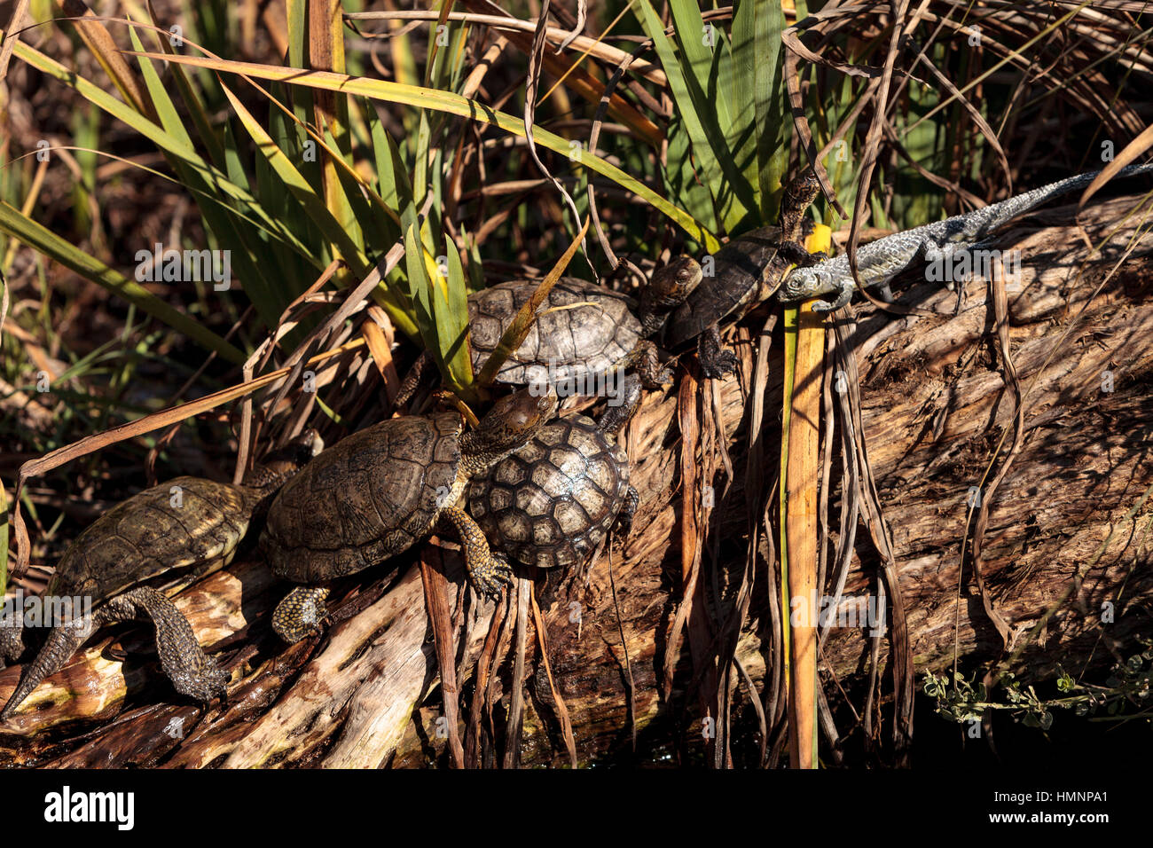 Pacific pond turtles known as Actinemys marmorata sun themselves on a ...
