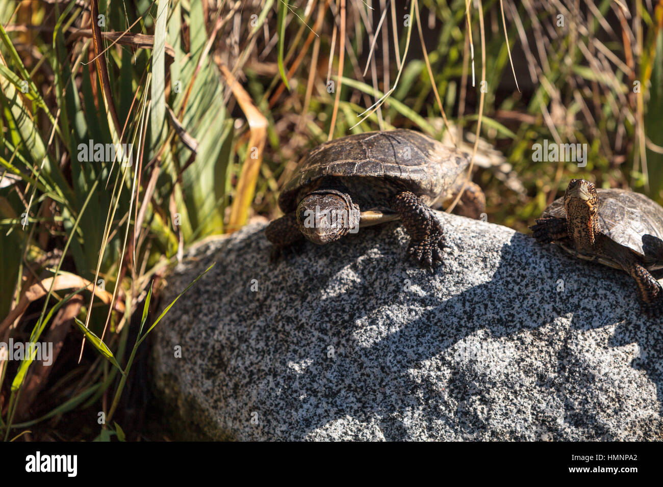 Pacific pond turtles known as Actinemys marmorata sun themselves on a ...
