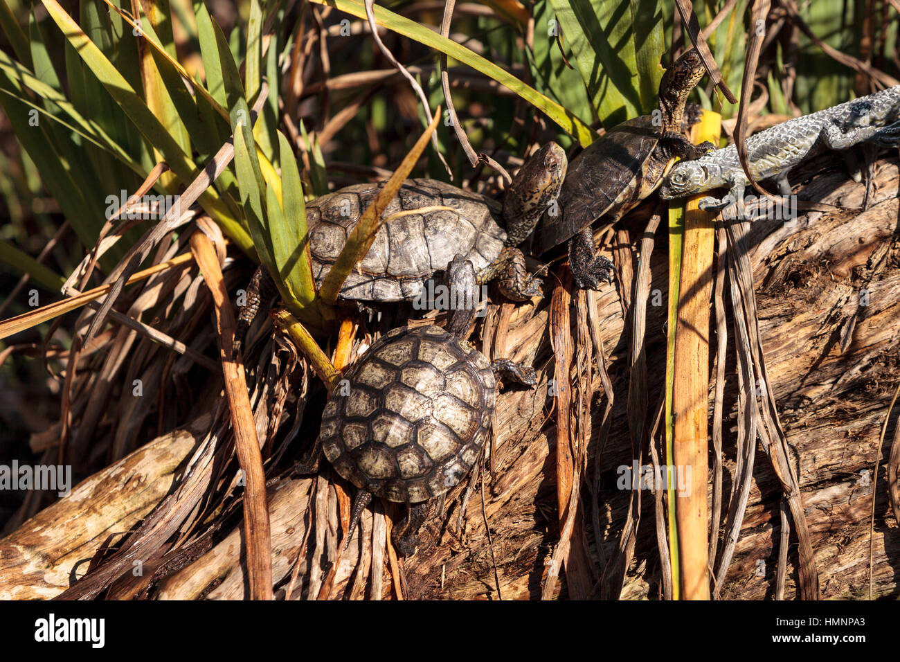 Pacific pond turtles known as Actinemys marmorata sun themselves on a ...