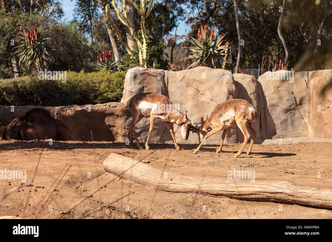 Pronghorn antelope fighting hi-res stock photography and images - Alamy
