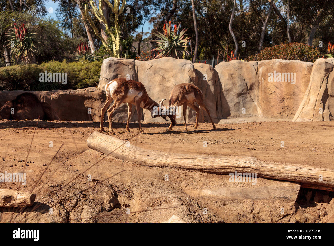 Pronghorn antelope fighting hi-res stock photography and images - Alamy