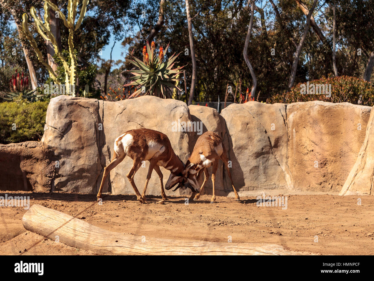 Pronghorn known as Antilocapra americana fighting with their antlers ...