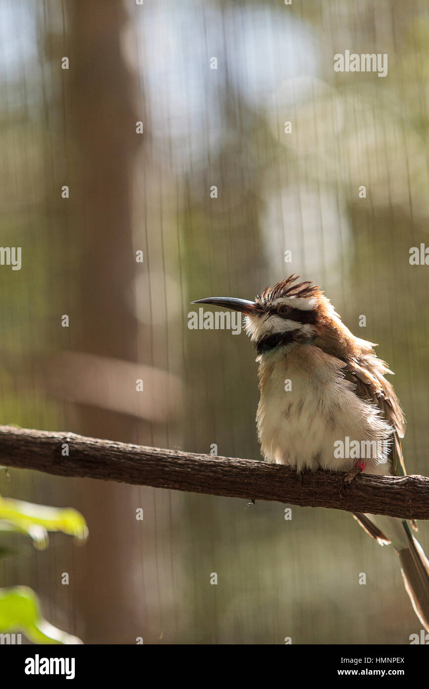 White throated bee-eater known as Merops albicollis perches on a tree branch Stock Photo - Alamy