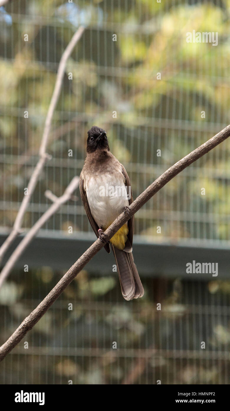 White vented bulbul known as Pycnonotus barbatus has a black head and ...