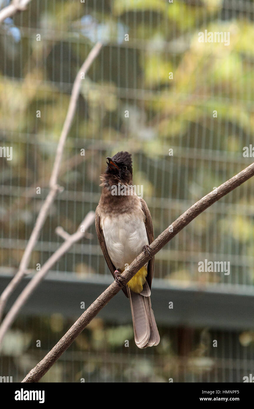 White vented bulbul known as Pycnonotus barbatus has a black head and ...