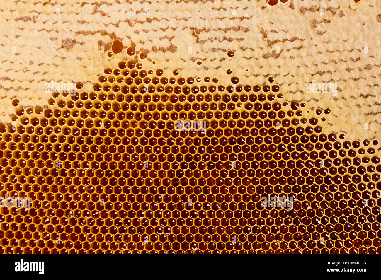 Honeycombs filled with honey closeup. In each cell of honeycomb the ...