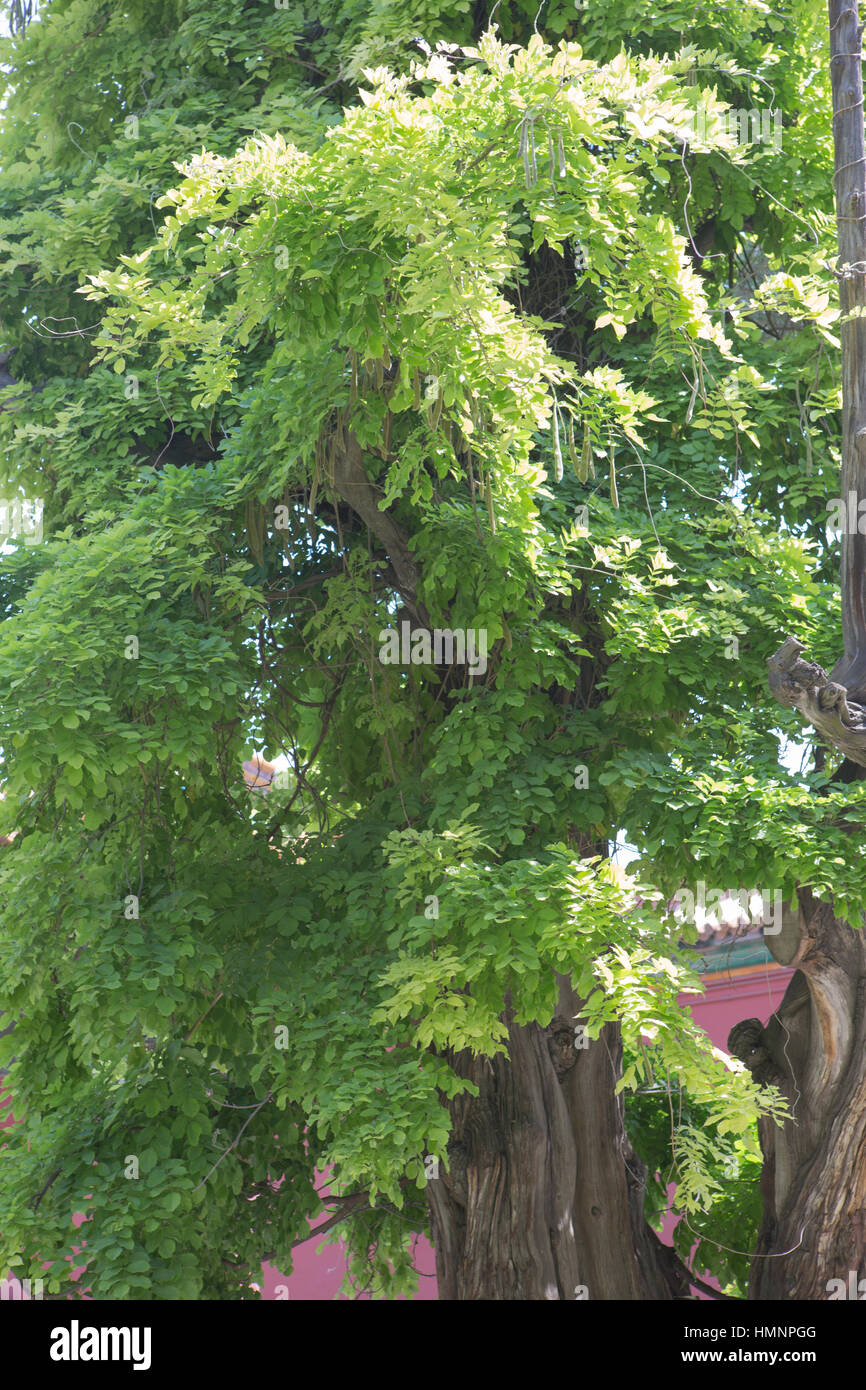 Tree in full leaf Stock Photo - Alamy