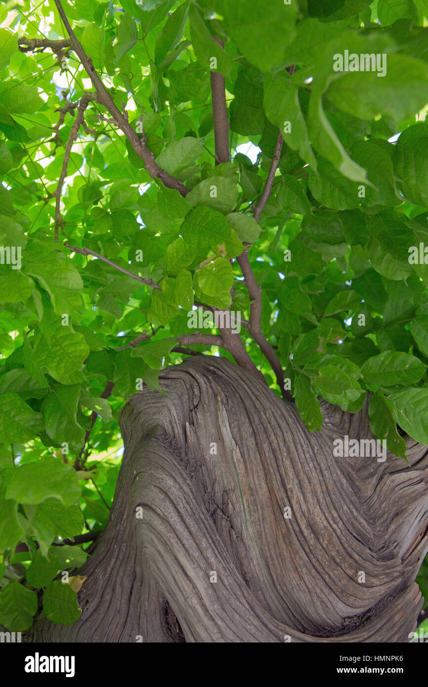 Timber China High Resolution Stock Photography and Images - Alamy