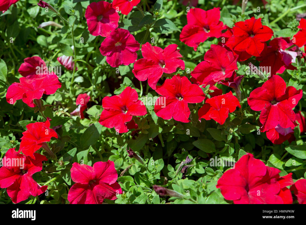 red petunia Stock Photo - Alamy