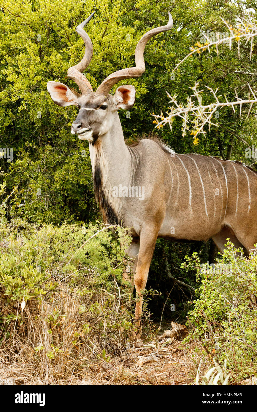 Side View of a Greater Kudu in the bushes Stock Photo - Alamy