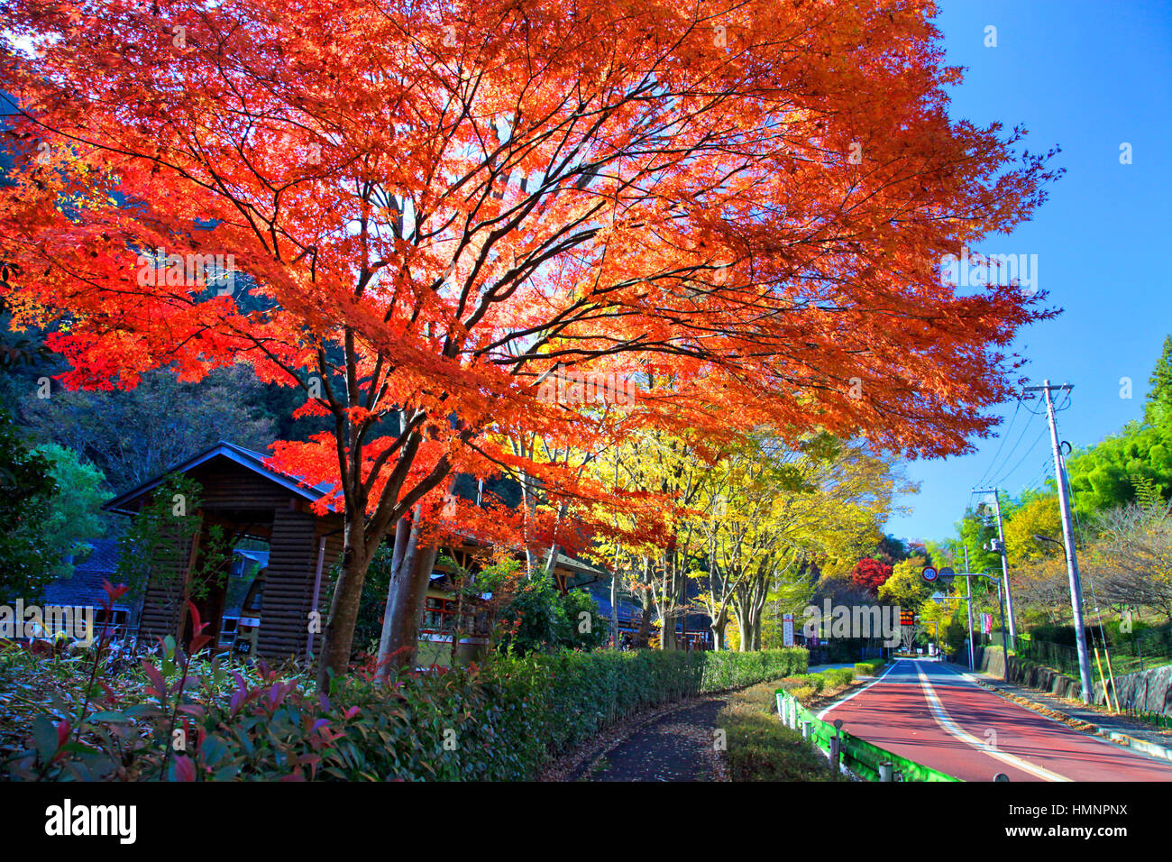 Autumn trees outskirts Hachioji Tokyo Japan Stock Photo - Alamy
