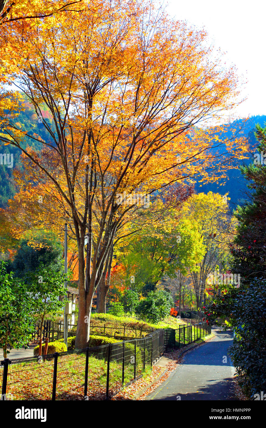 Autumn trees outskirts Hachioji Tokyo Japan Stock Photo - Alamy