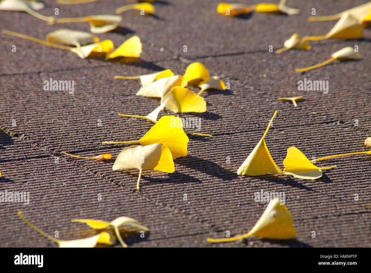 Fallen ginkgo leaves on a pavement Hachioji city Tokyo Japan Stock ...