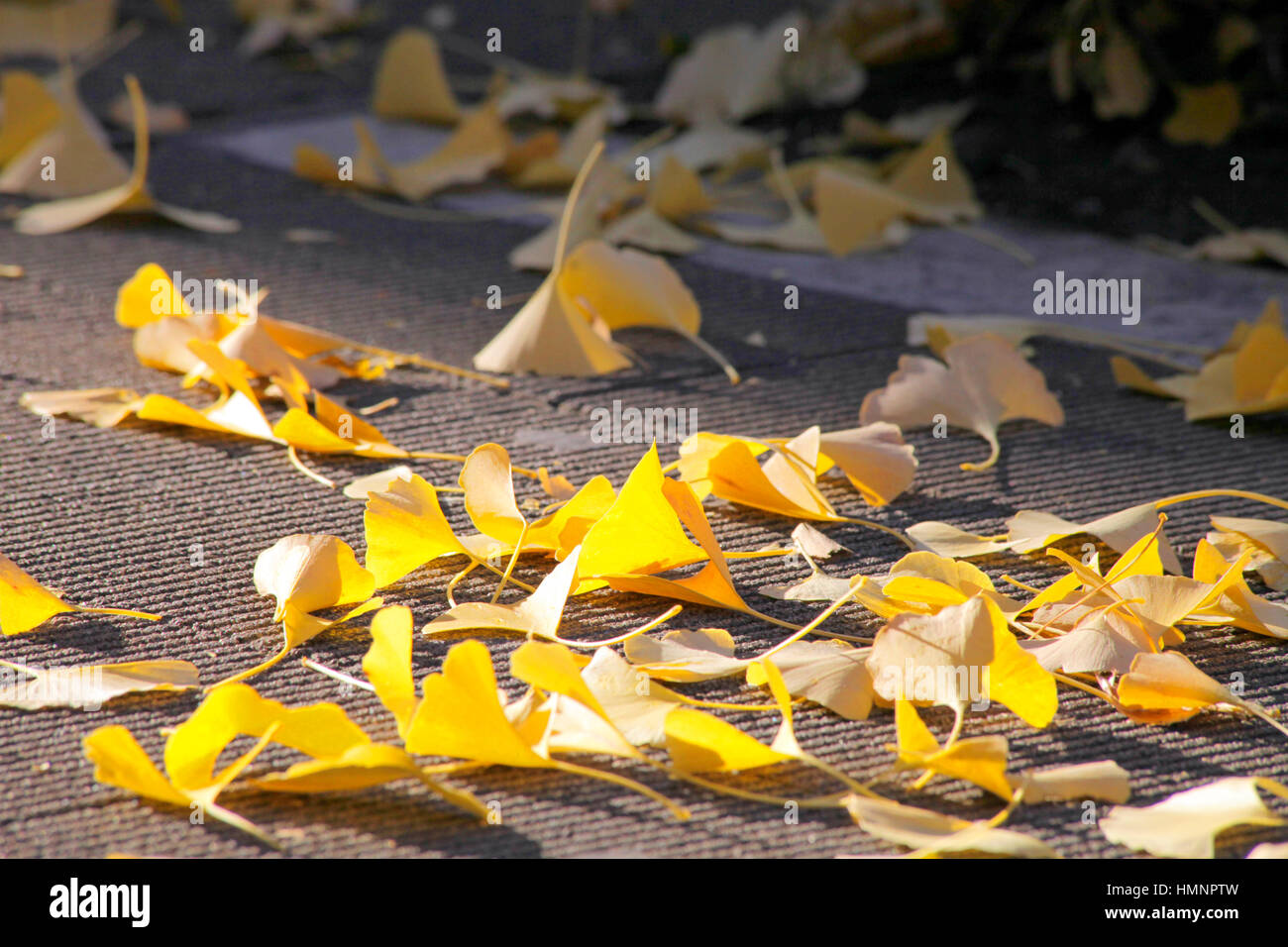 Fallen ginkgo leaves on a pavement Hachioji city Tokyo Japan Stock ...
