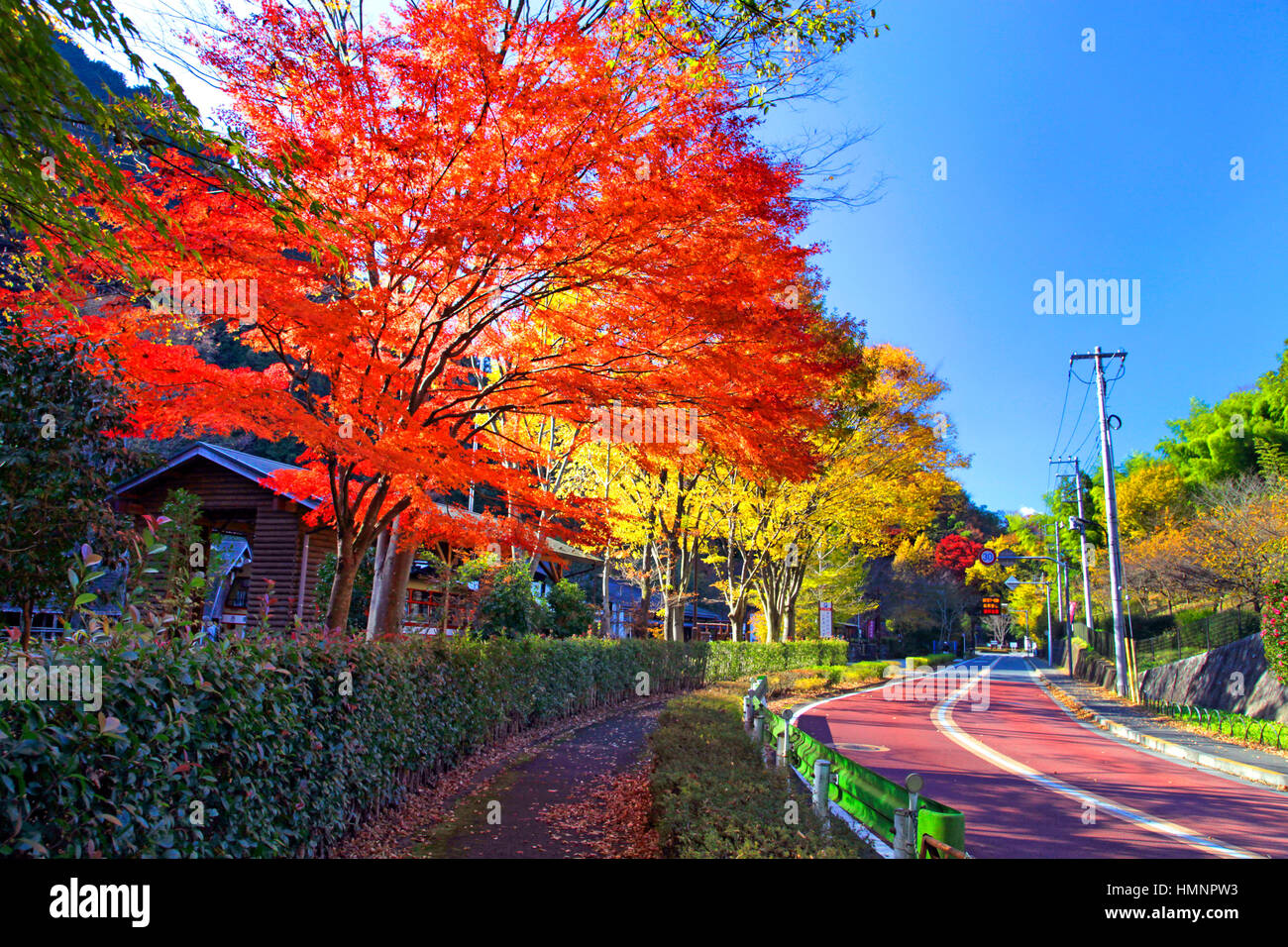 Autumn leaves Hachioji city Tokyo Japan Stock Photo - Alamy