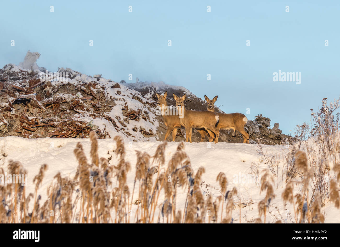 Roe deer in Fredrikstad, Norway, lives next to the junkyard. Several ...