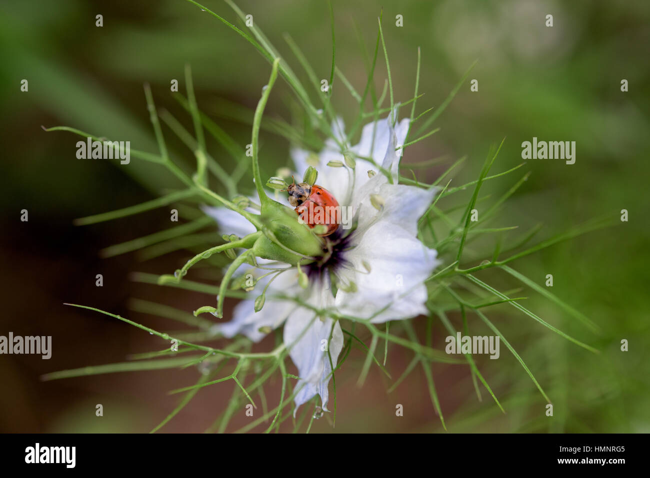 Red and blue bugs hi-res stock photography and images - Alamy